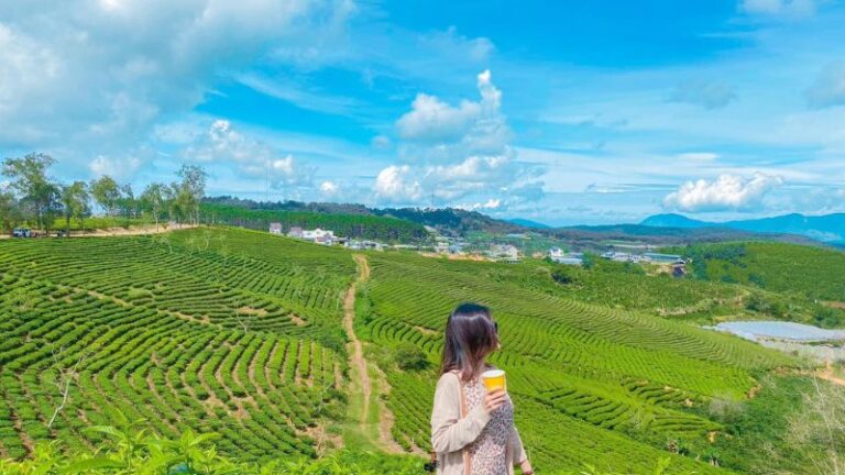 Kinh nghiệm du lịch Đồi Chè Cầu Đất đầy đủ và chi tiết nhất